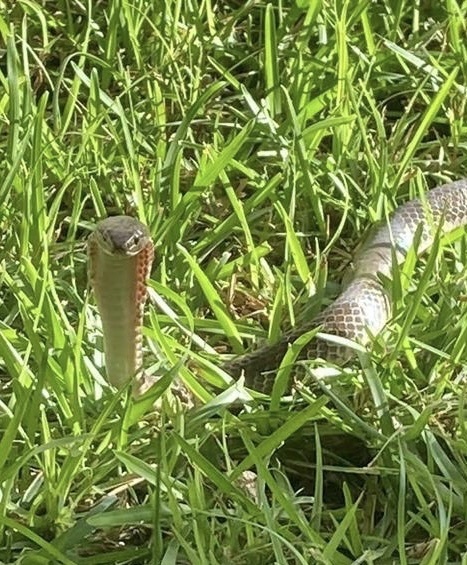 Puerto Rican Racer from Puerto Rico, Canóvanas, Puerto Rico, US on ...