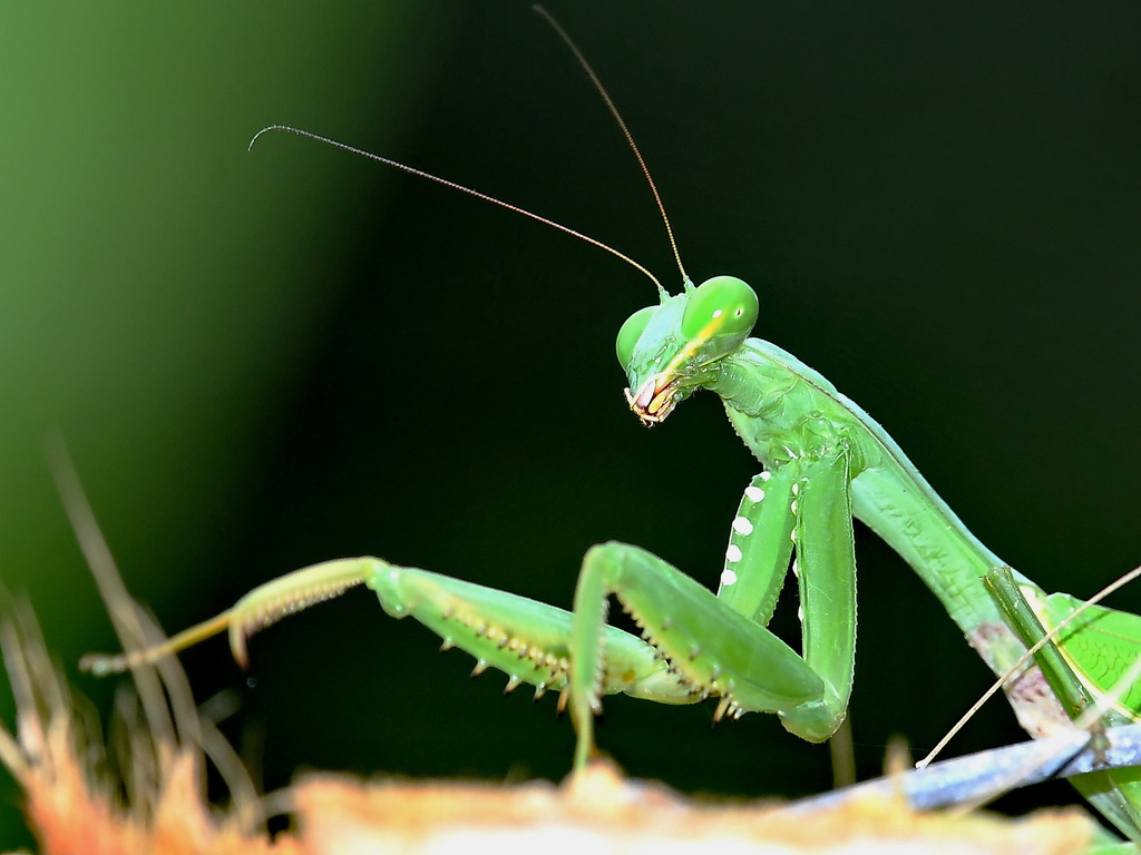 Giant Asian Mantises from 3PJF+79F, Ormoc, Leyte, Philippines on July ...