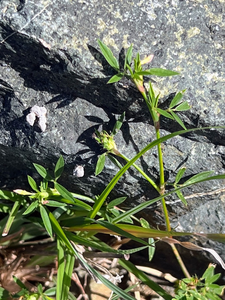 Caribbean Stylo from Mosquito, Vieques, Puerto Rico on November 19 ...