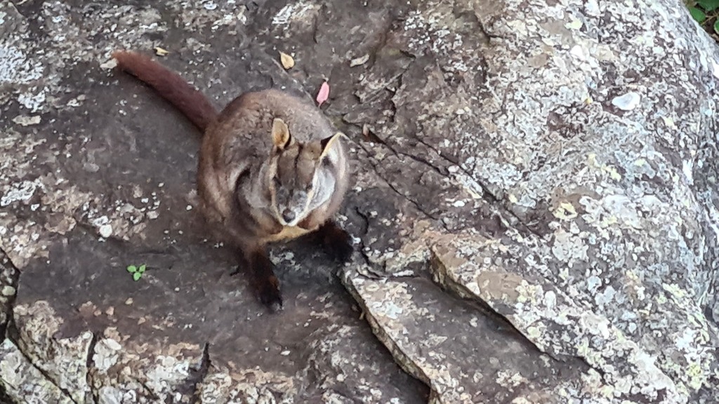 Brush-tailed Rock-wallaby from Seventeen Mile QLD 4344, Australia on ...