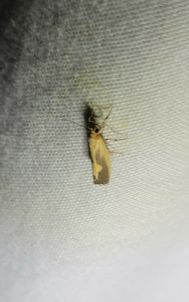 Lead-colored Lichen Moth from Anne Arundel County, MD, USA on August 29 ...