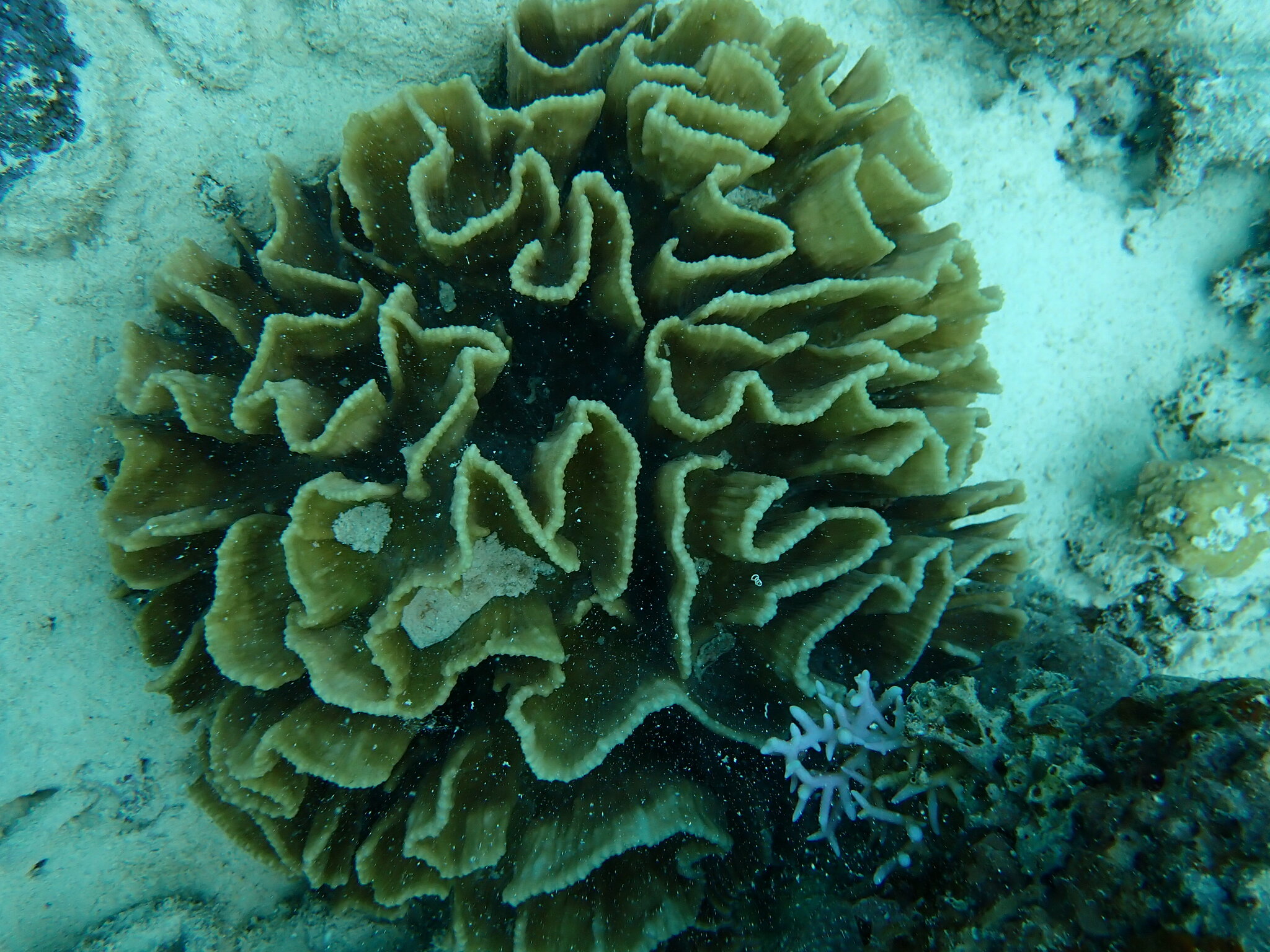 Pectinia lactuca (Pallas, 1766)