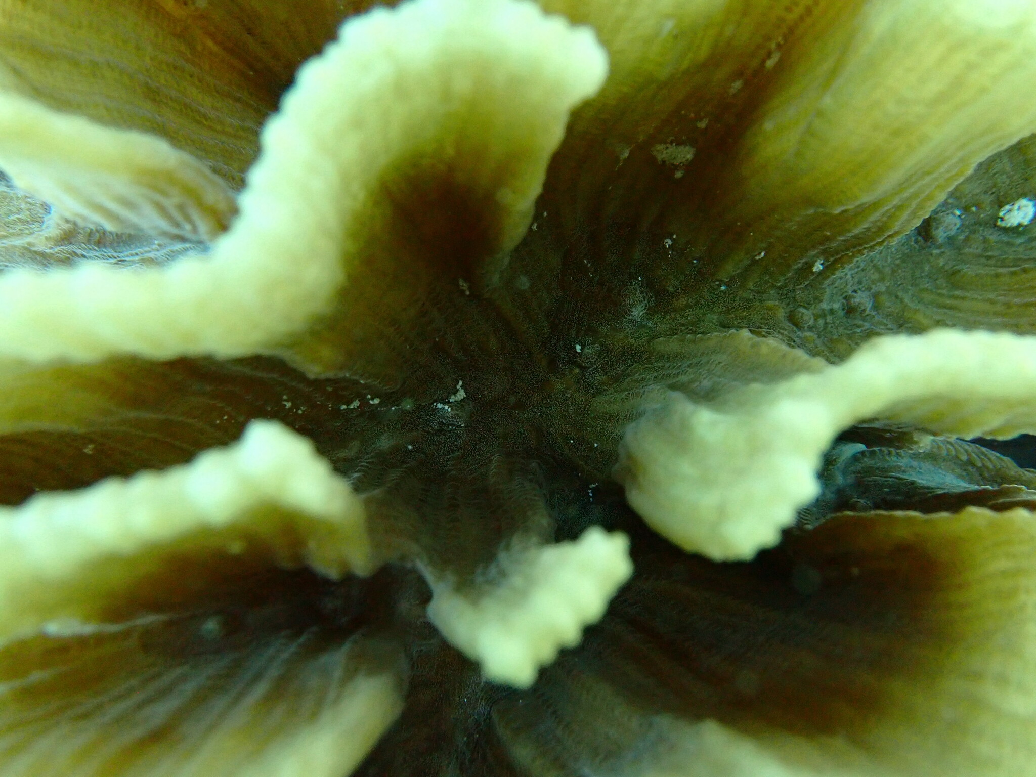 Pectinia lactuca (Pallas, 1766)