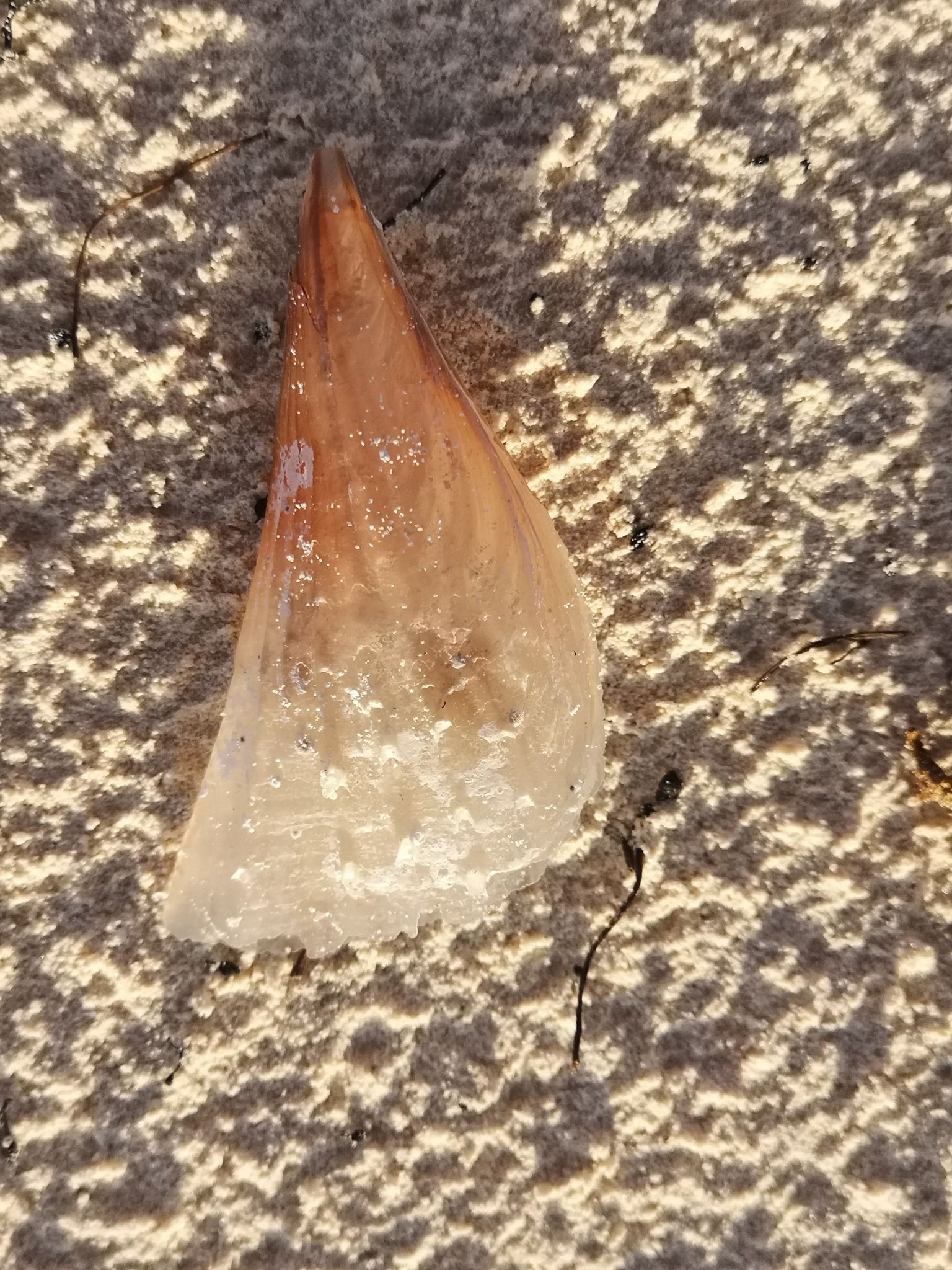 Pinna carnea Gmelin, 1791