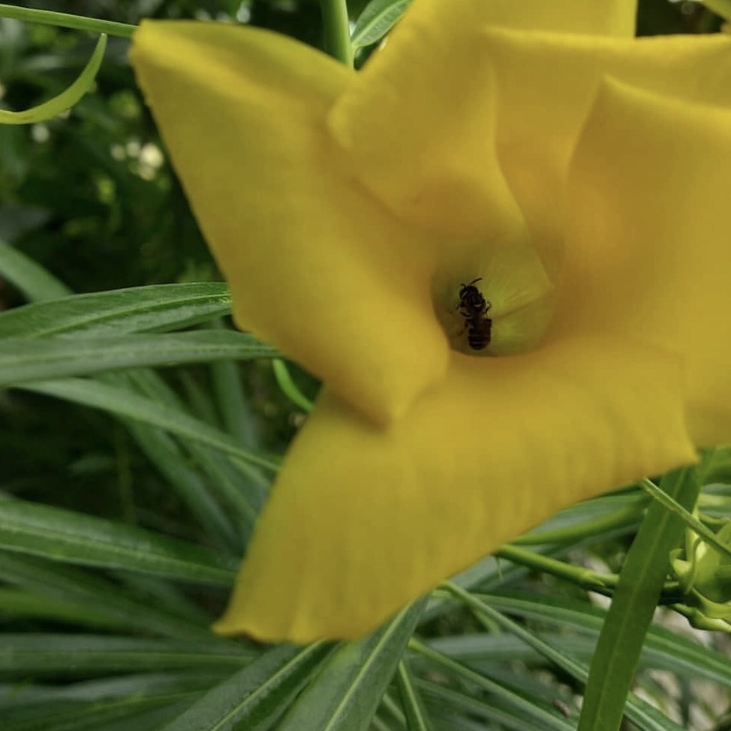 Bees from Gathering Place, Tulsa, OK, US on September 3, 2022 at 01:21 ...