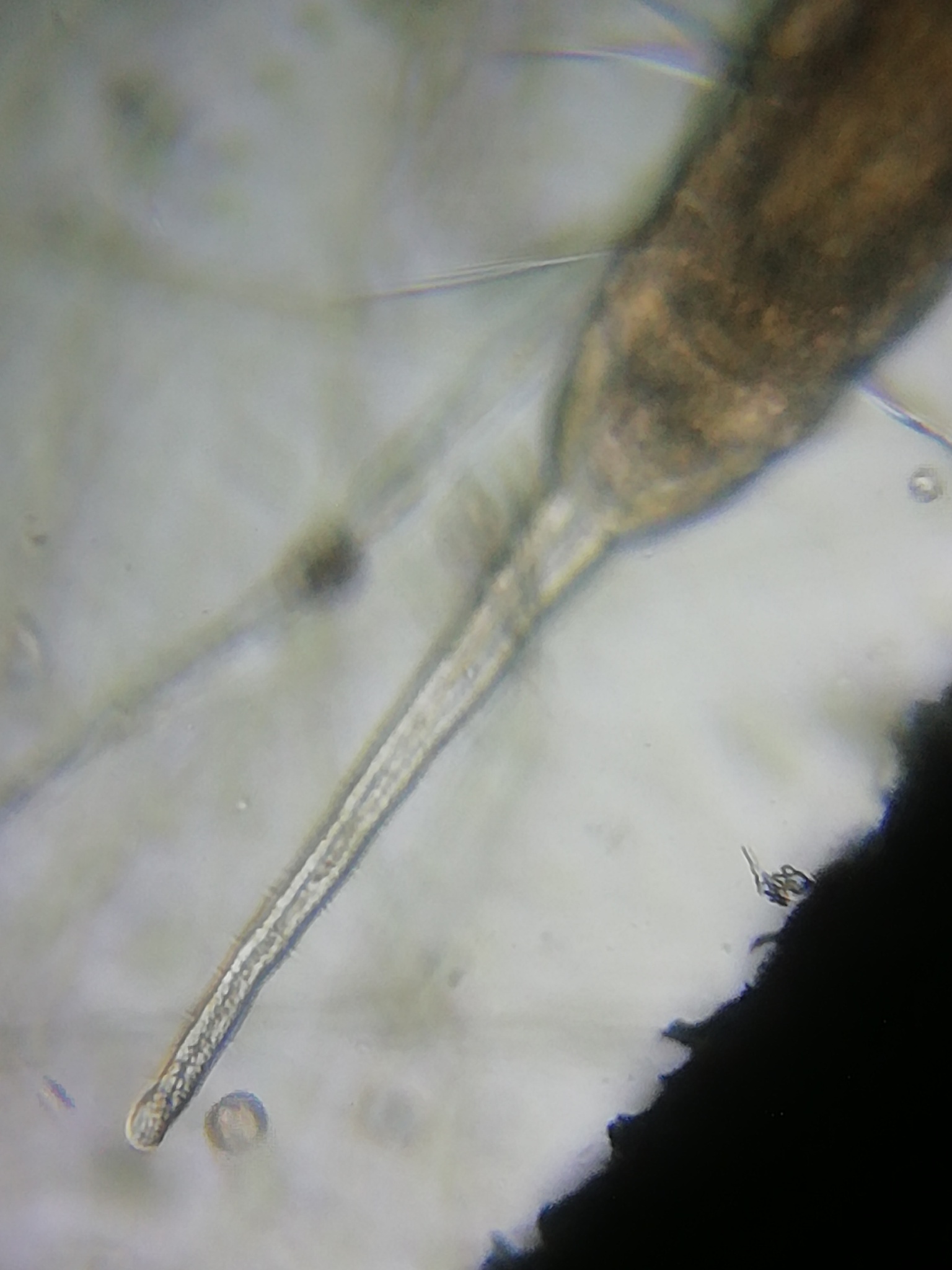 Stylaria fossularis Leidy, 1852