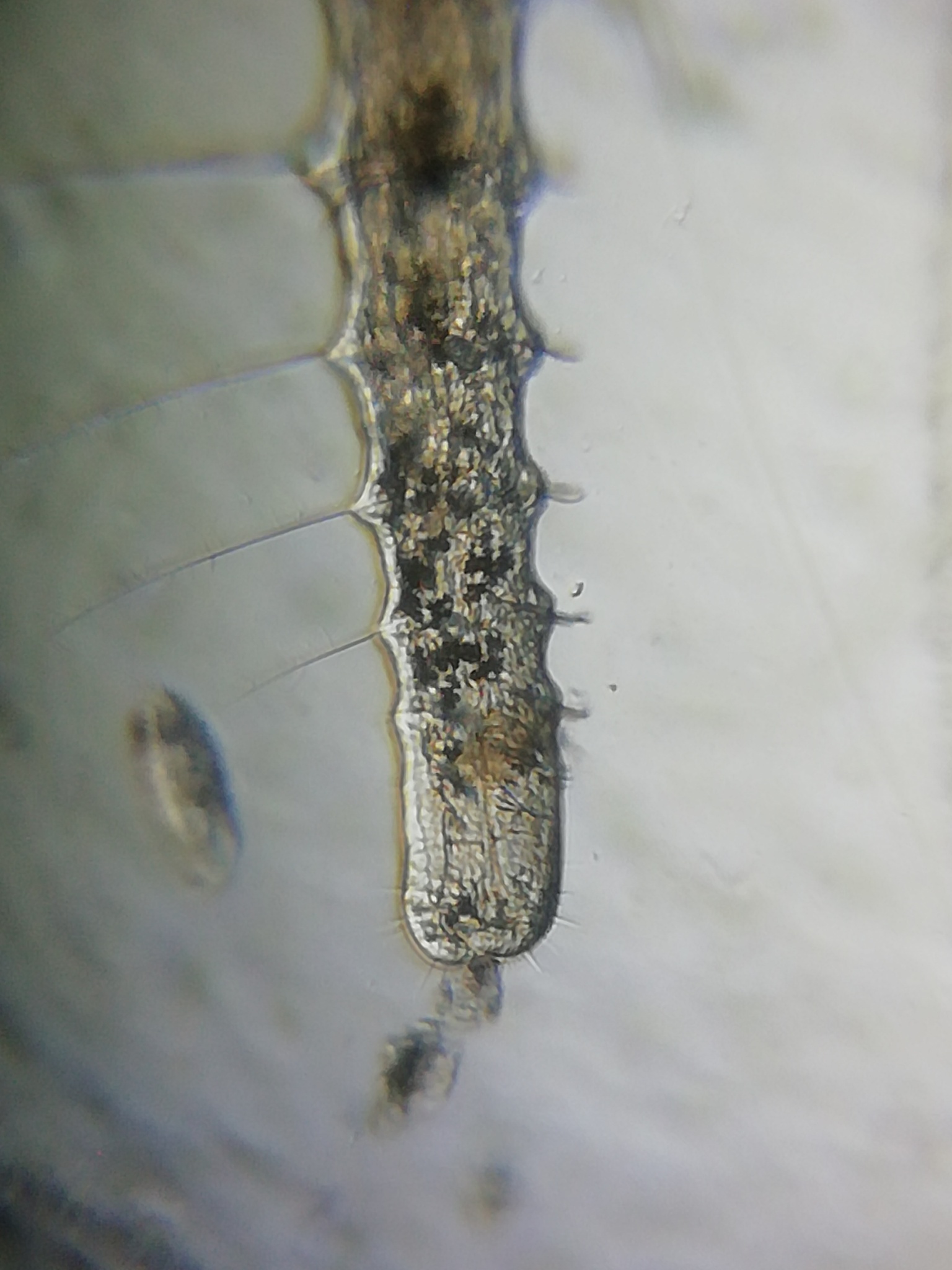 Stylaria fossularis Leidy, 1852