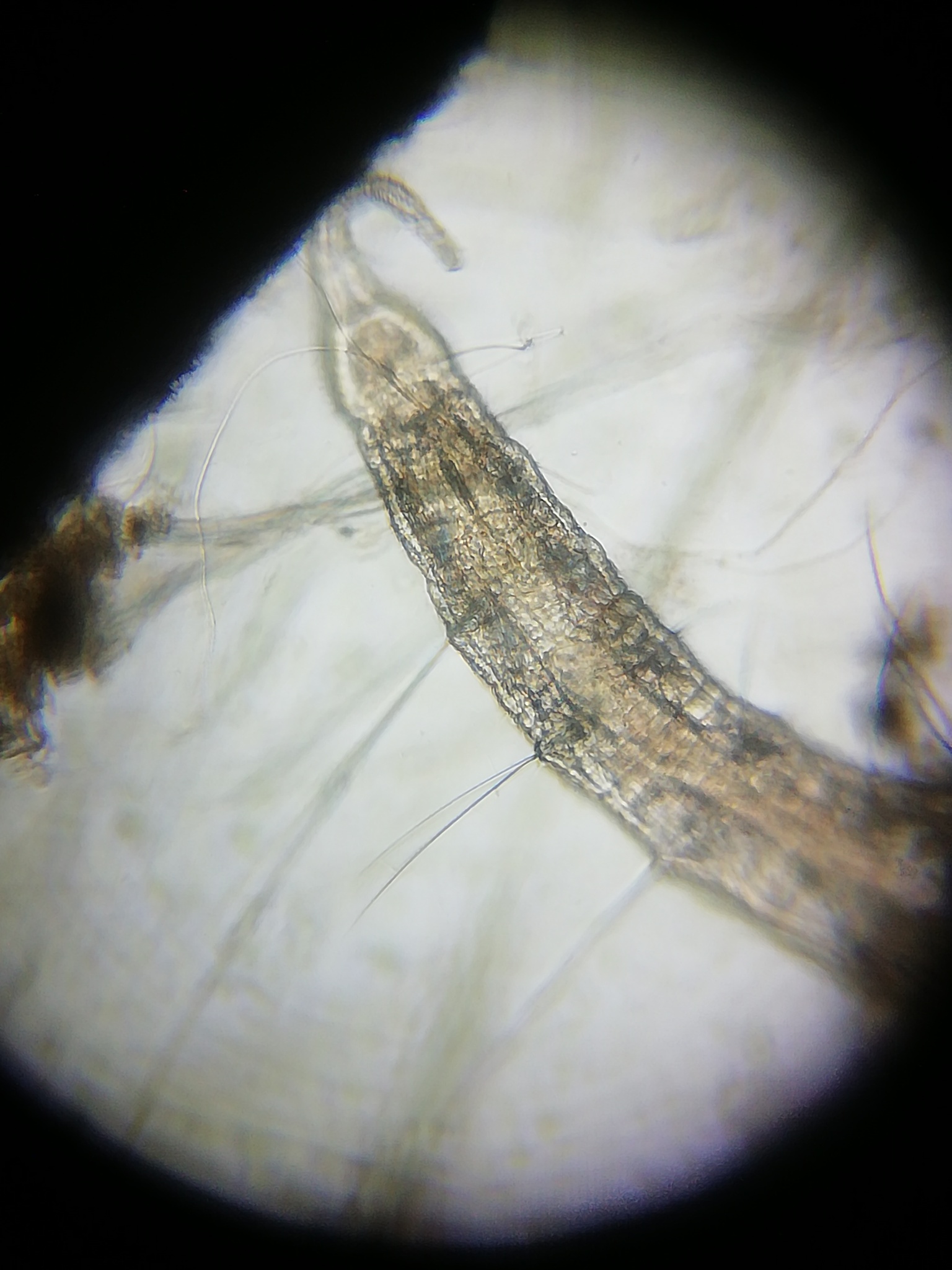 Stylaria fossularis Leidy, 1852