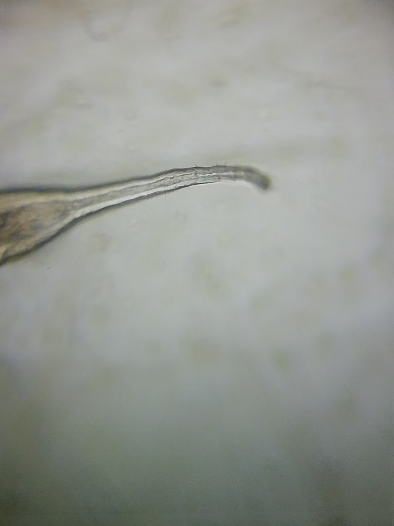 Stylaria fossularis Leidy, 1852