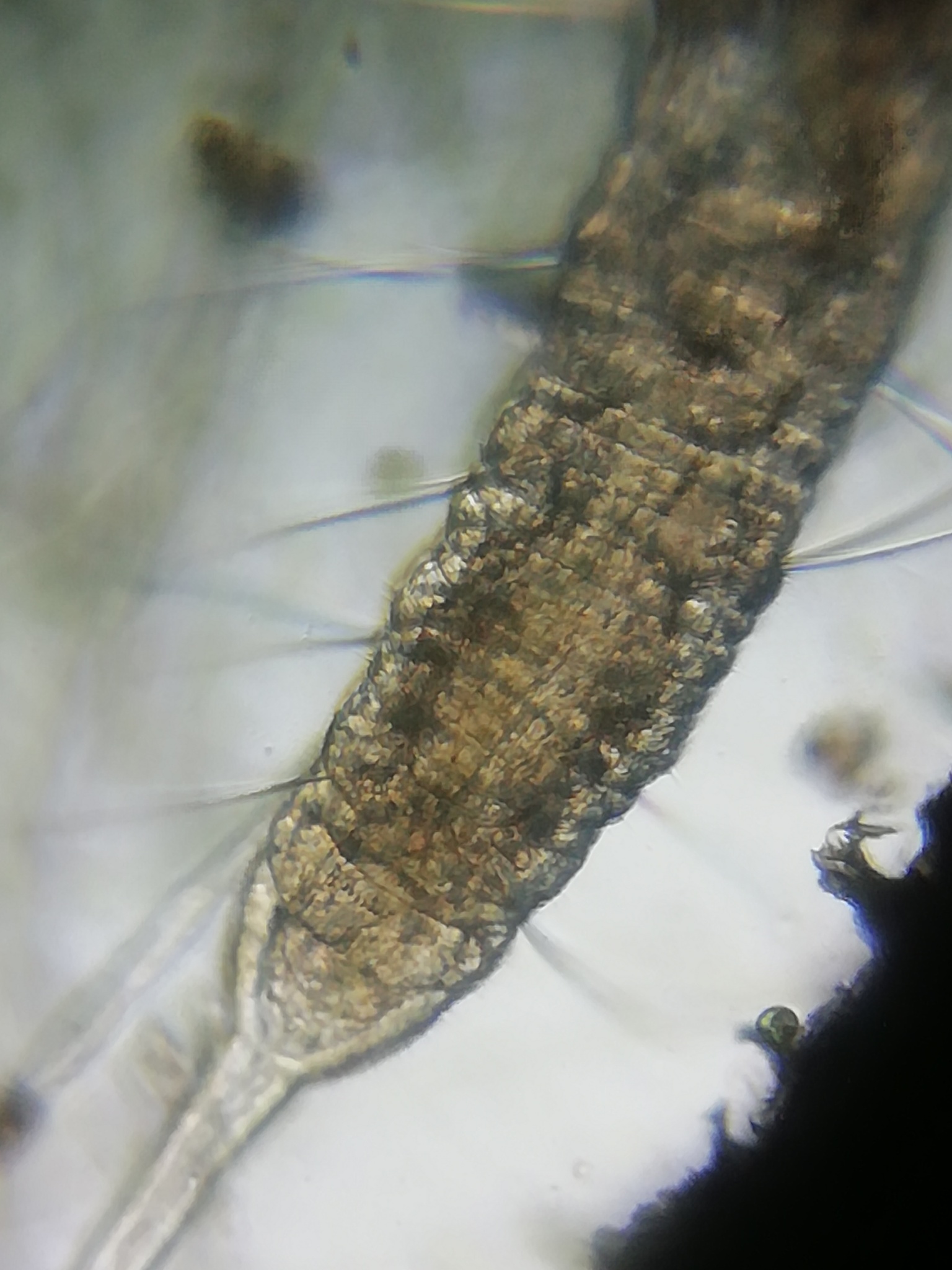 Stylaria fossularis Leidy, 1852