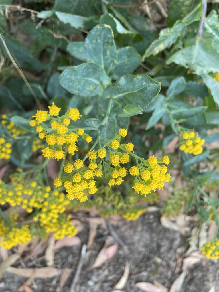 Scented Groundsel from Newland Head Conservation Park, Waitpinga, SA ...