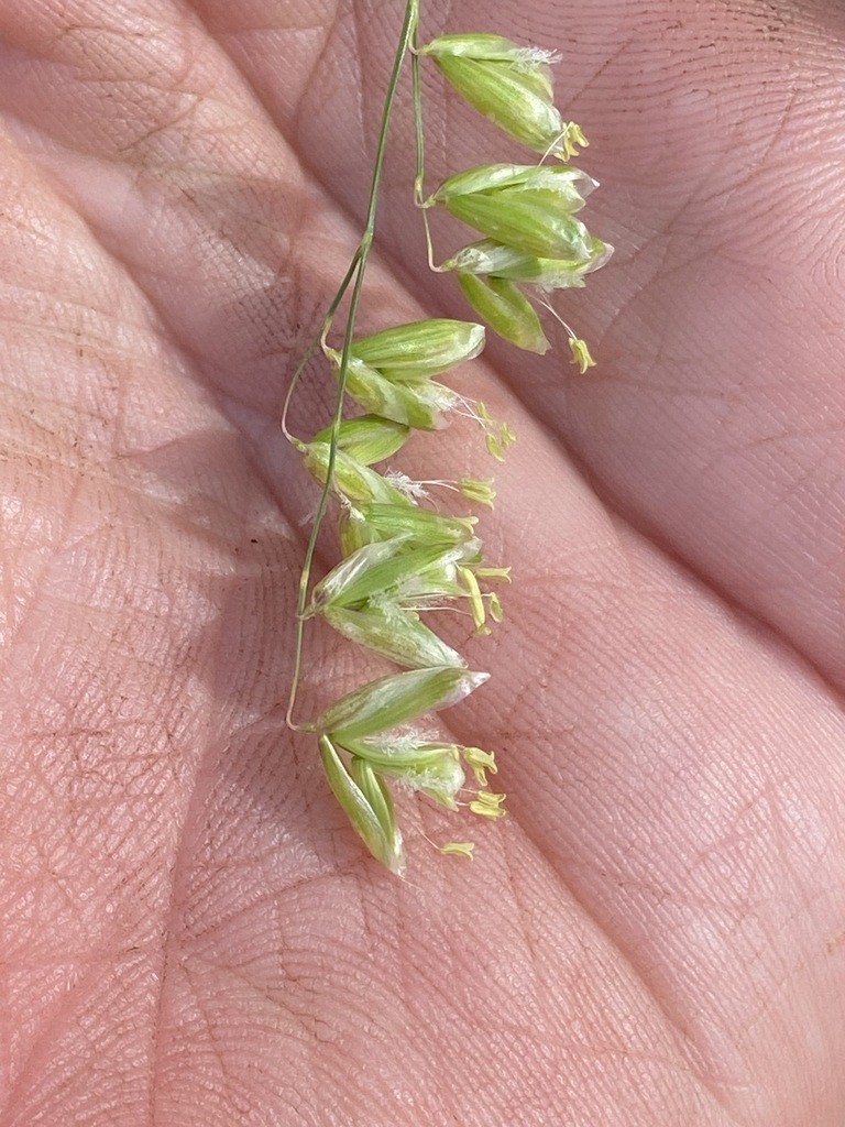 Twoflower Melicgrass from Co. Rd. 1833 along Hurricane Branch, Hickman ...