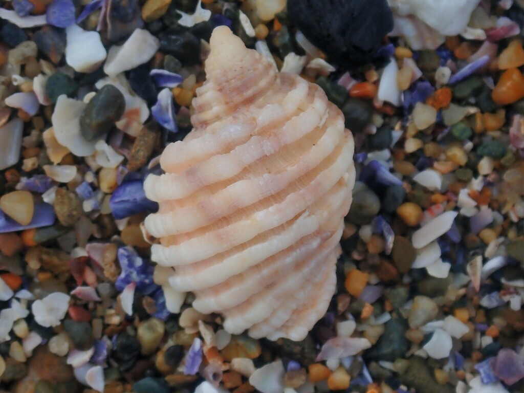 Cart-Rut Shell from Emerald Beach NSW 2456, Australia on December 03 ...