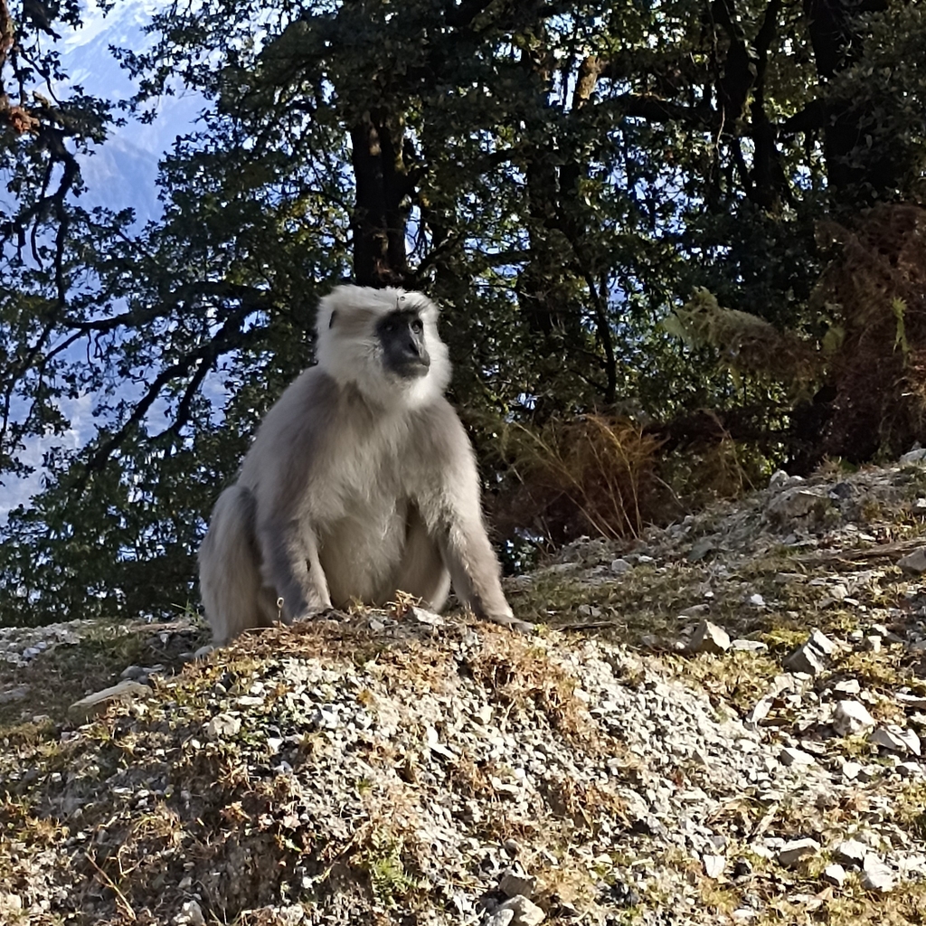 Himalayan Gray Langur from Kheta, Uttarakhand 262553, India on December ...