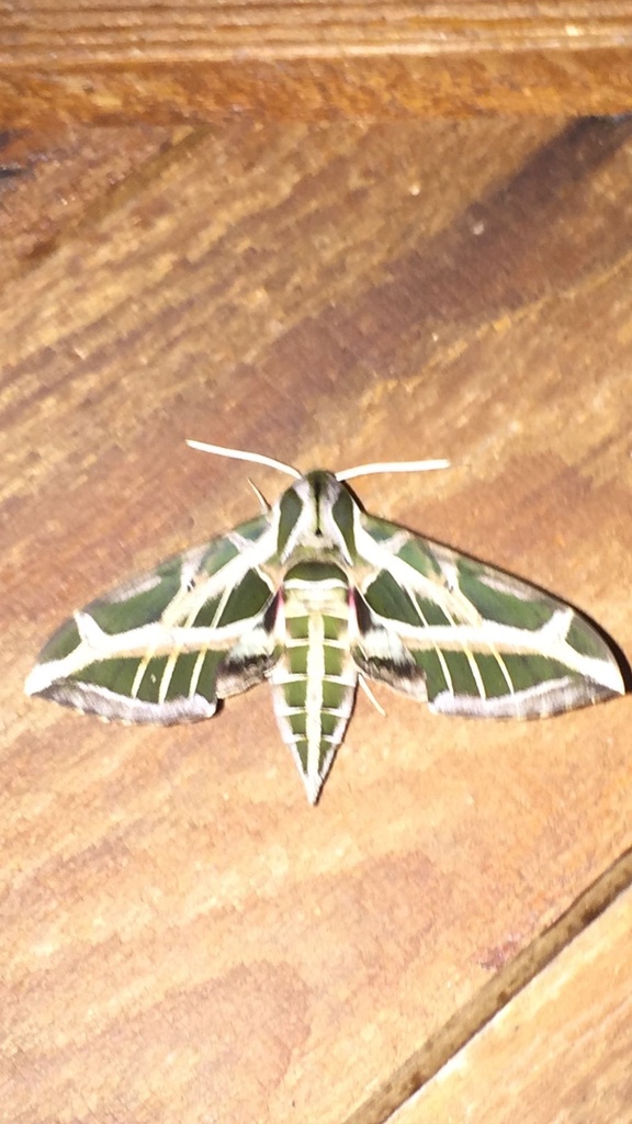 Vine Sphinx from Silver Creek Rd, Fort Worth, TX, US on December 03 ...