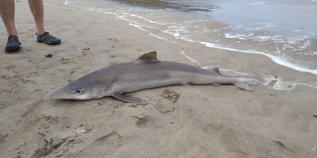 School Shark in December 2022 by askilton · iNaturalist
