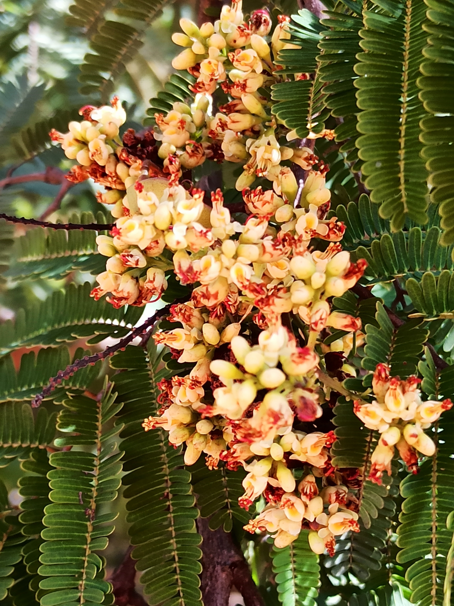 Libidibia coriaria (Jacq.) Schltdl.
