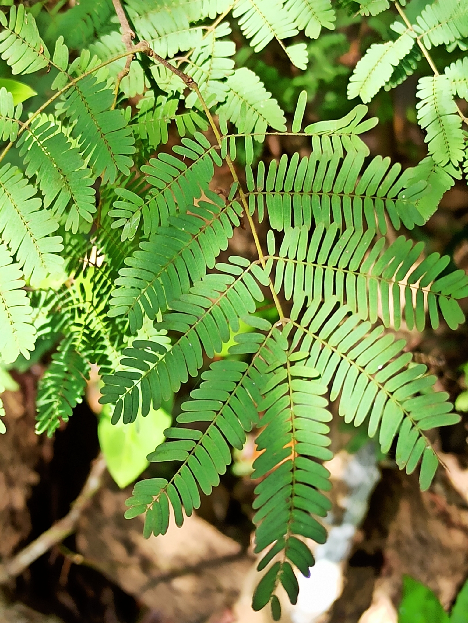 Libidibia coriaria (Jacq.) Schltdl.