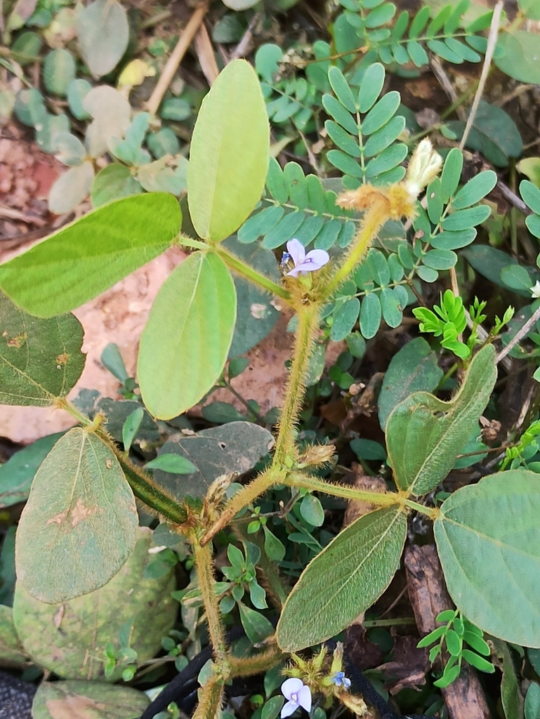 Calopo from Kurumathur, Kerala 670142, India on December 03, 2022 at 11 ...