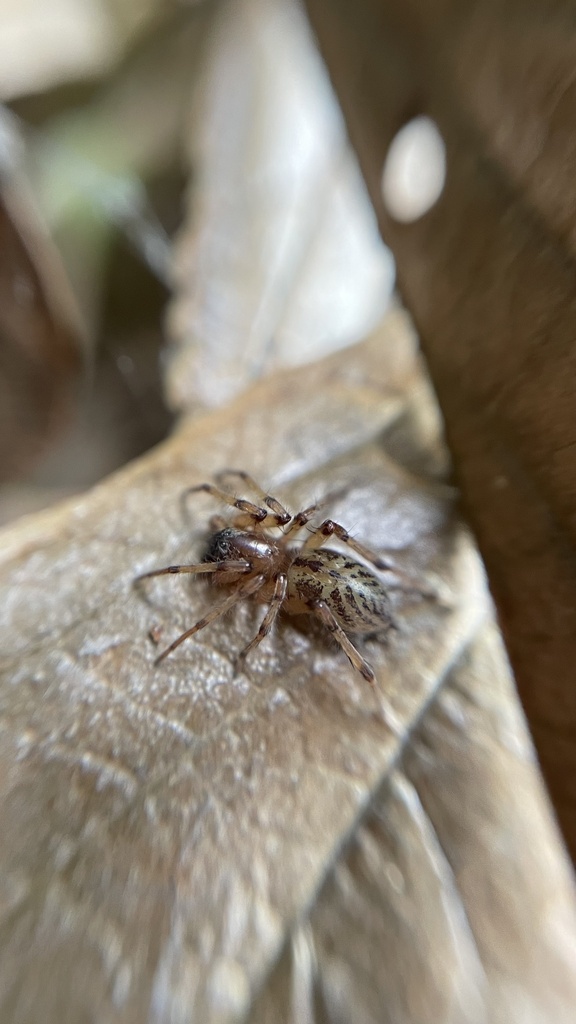 Sac Spiders in December 2022 by eggseries · iNaturalist