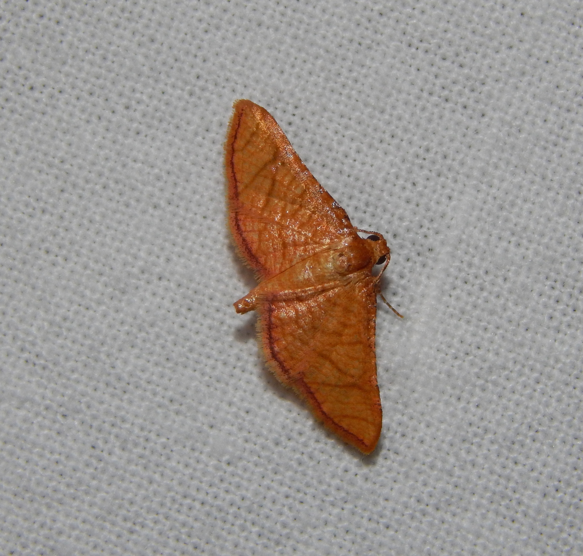 Rhodoneura Guenée, 1858