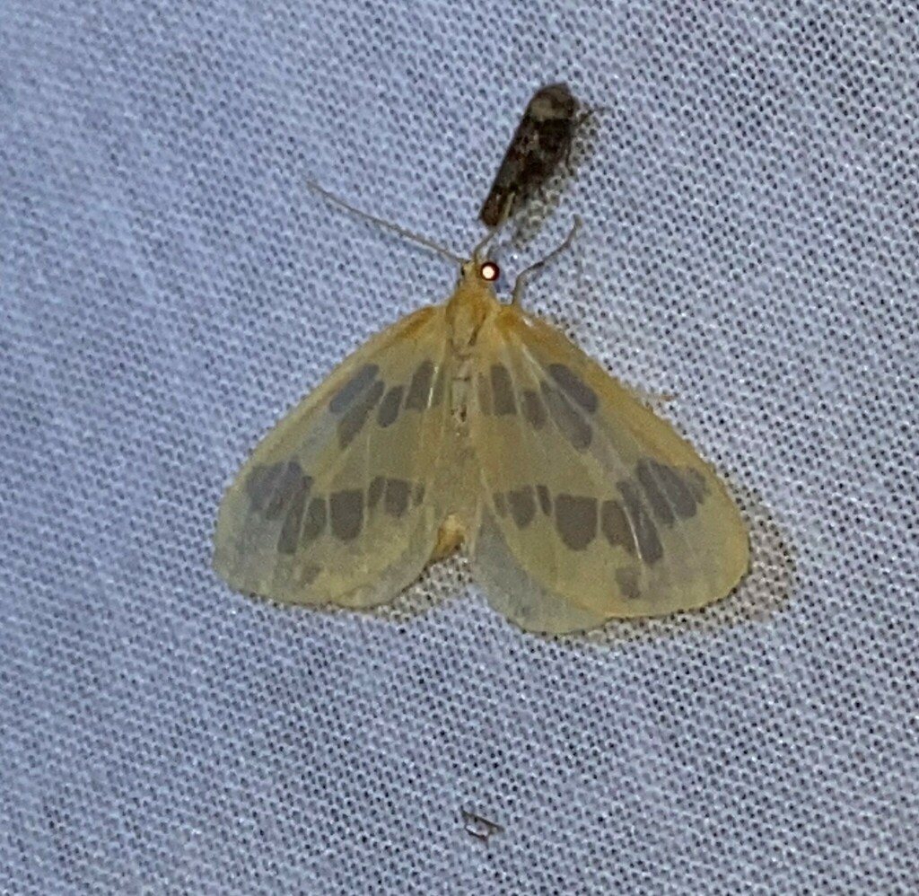 Beggar Moth from Along Ijams Branch, off of Co. Rd. 275, Lauderdale ...