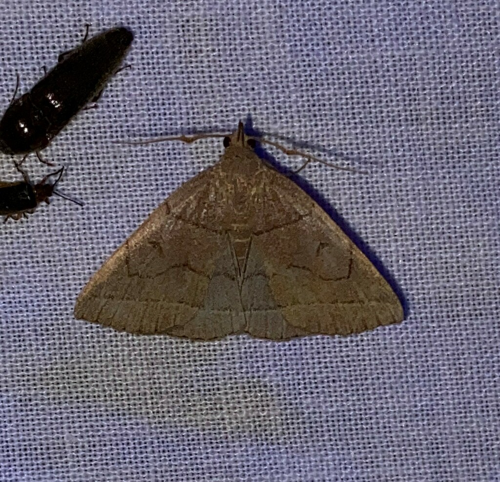 Fan-foot Moths from Along Ijams Branch, off of Co. Rd. 275, Lauderdale ...