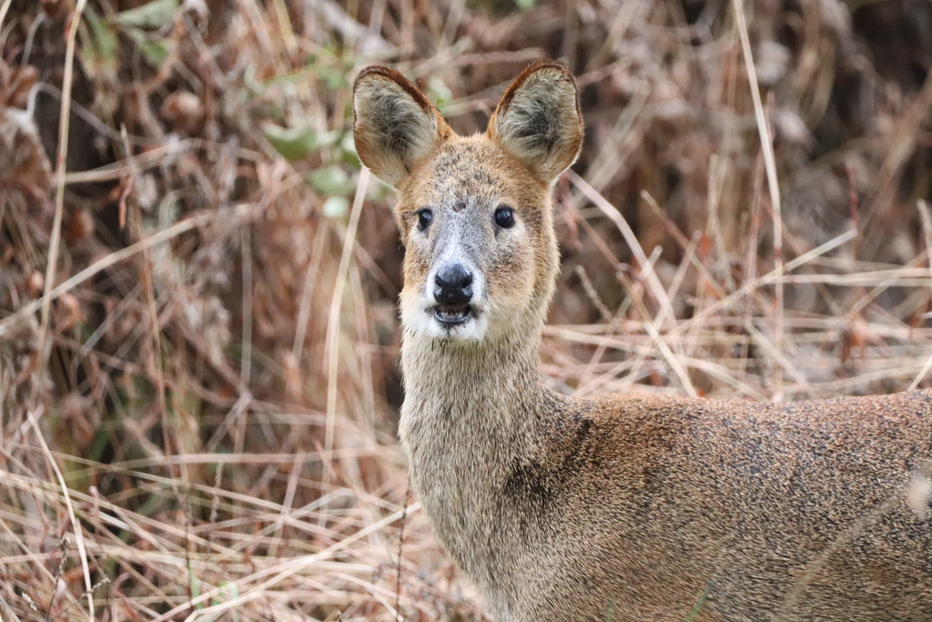 Water Deer in December 2022 by hermanviviers · iNaturalist
