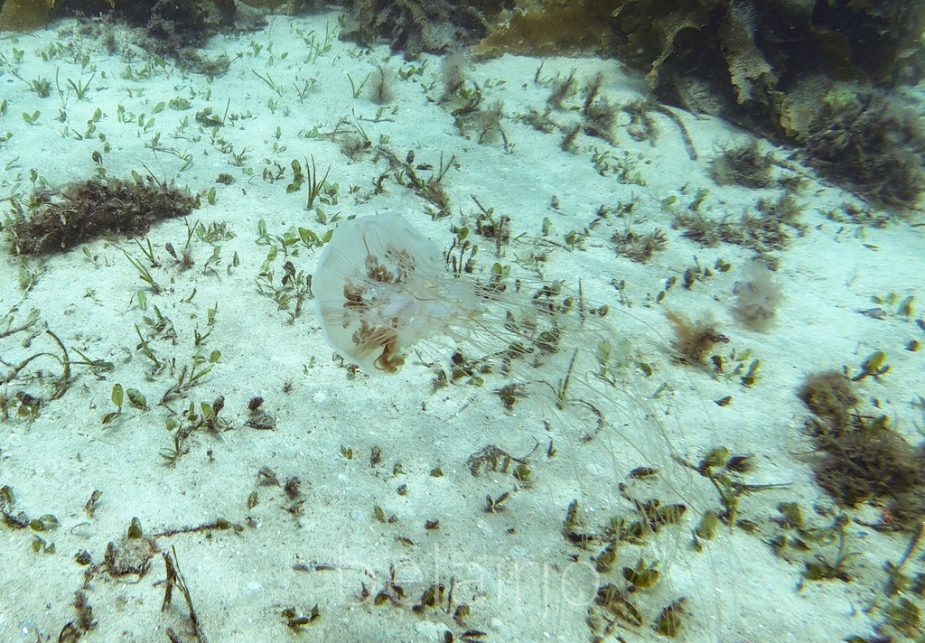 True Jellies from Fly Point Dive Site, Port Stephens NSW 2319 ...