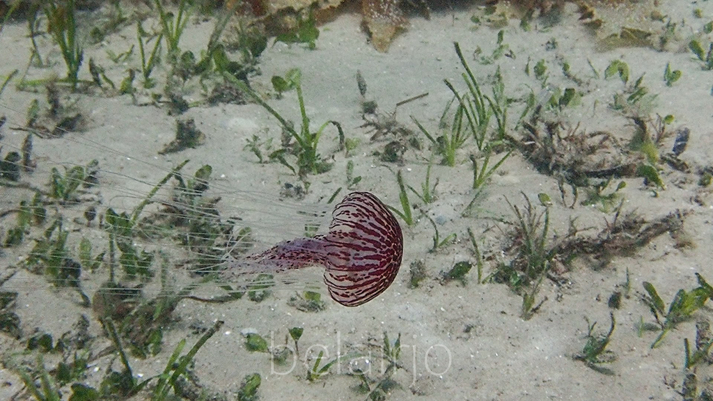 Australian Sea Nettle from Fly Point Dive Site, Port Stephens NSW 2319 ...