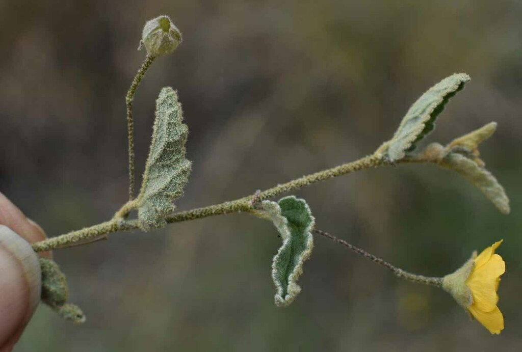Sida fibulifera from Patrick QLD 4725, Australia on September 28, 2022 ...