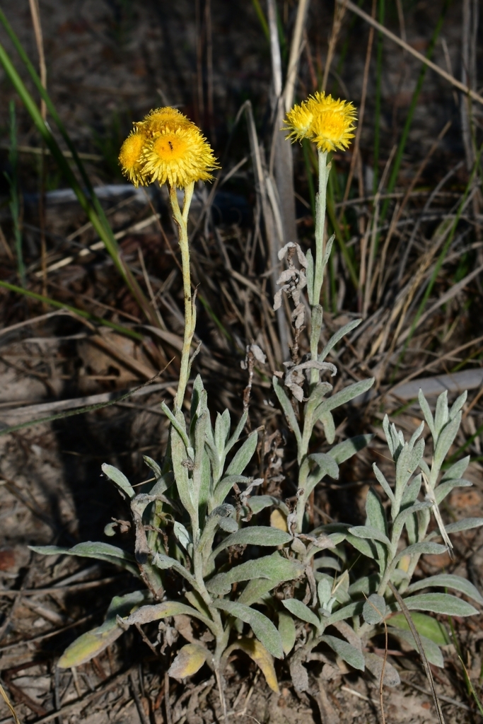 Common Everlasting from New Norfolk TAS 7140, Australia on December 3 ...