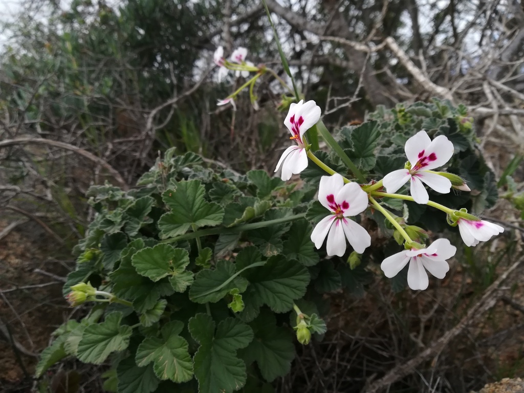 cactus geranium from Namakwa District Municipality, South Africa on ...