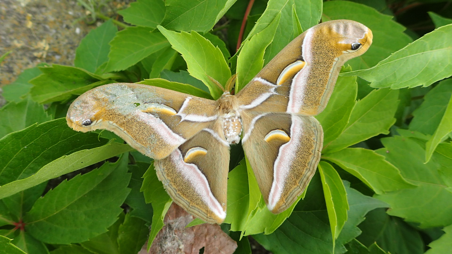 Samia cynthia Drury, 1773