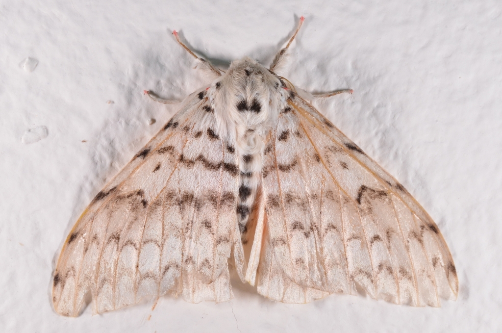 Lymantria brotea from K'Bang District, Gia Lai, Вьетнам on December 3 ...