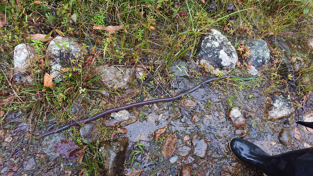 Megascolides orthostichon from Canton Archidona, Ecuador on August 19 ...