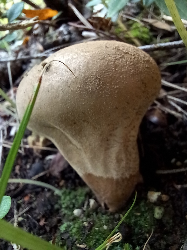 Lycoperdon from Parque Florestal Monsanto on December 3, 2022 at 10:50 ...