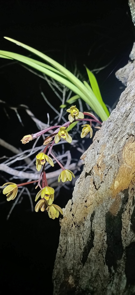 Snake Orchid from Ku-ring-gai Chase NSW 2084, Australia on December 02 ...
