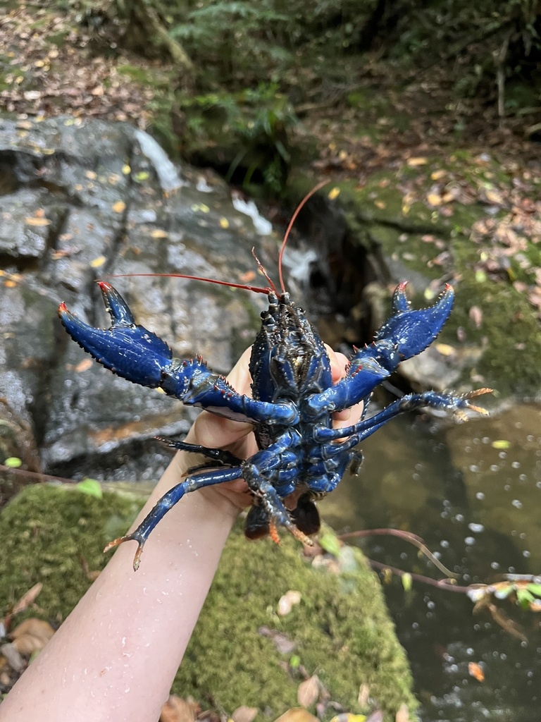 Mount Lewis Spiny Crayfish in December 2022 by Tommi Mason · iNaturalist