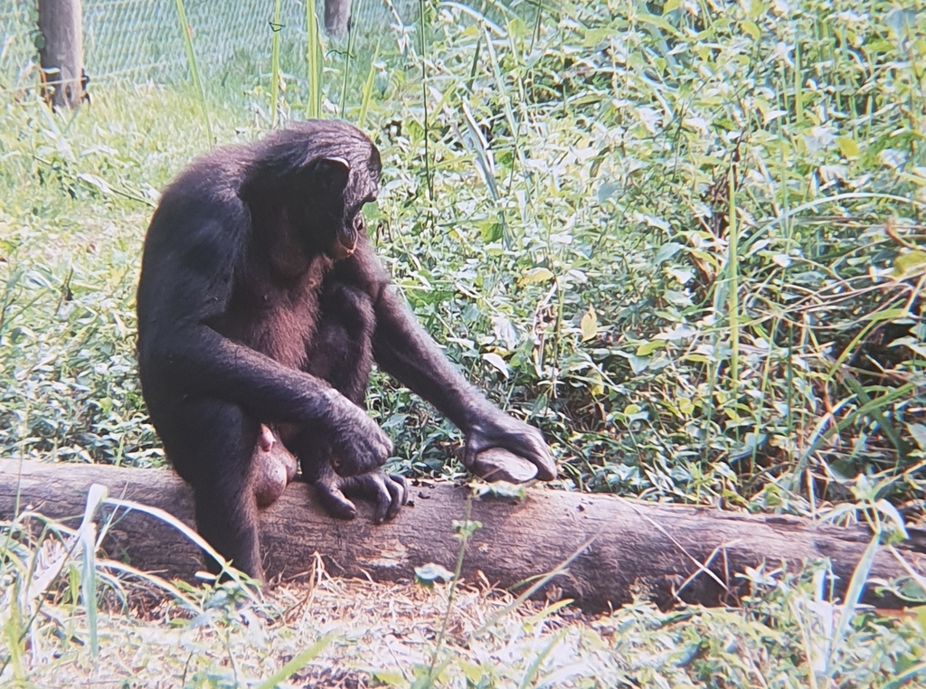 Bonobo in August 2005 by Lorenzo Vinciguerra · iNaturalist