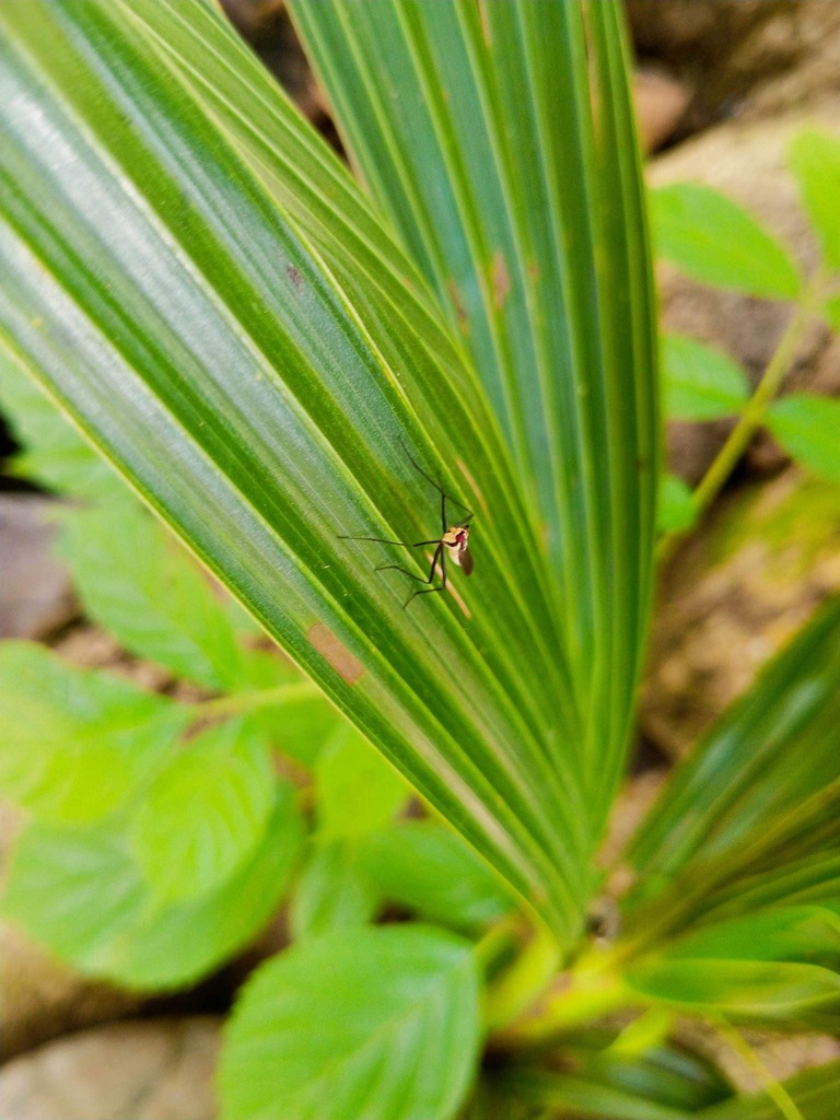 Winged and Once-winged Insects from Davao City, Philippines on December ...