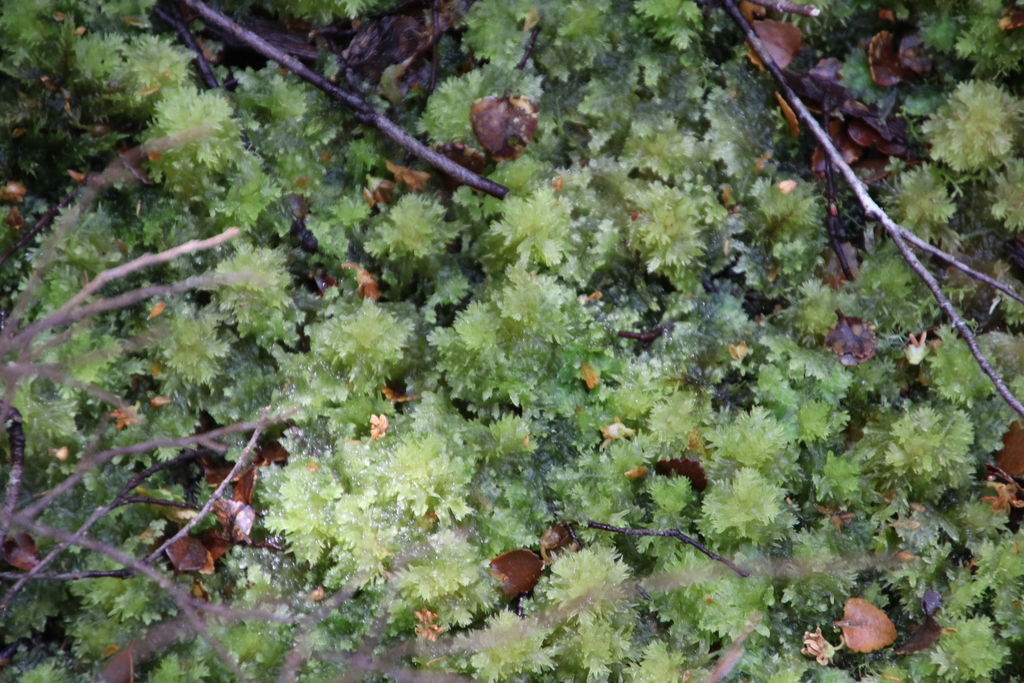 pipe-cleaner moss from Kentish, Cradle Mountain-Lake St Clair, Tasmania ...