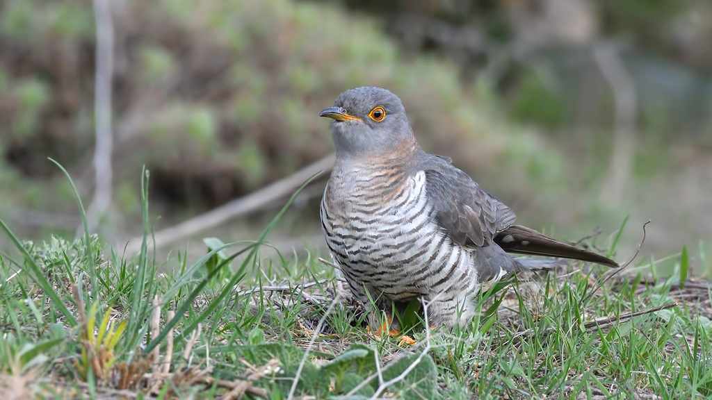 Common Cuckoo from Atakent Sitesi, İncek on April 21, 2021 at 06:50 PM ...