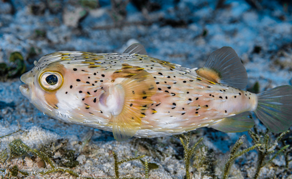 Longspined Porcupinefish (Common Organisms in Sarasota Bay) · iNaturalist