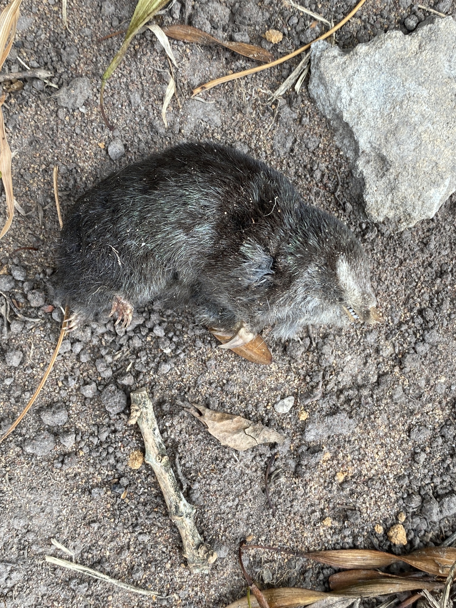 Chrysochloris asiatica (Linnaeus, 1758)