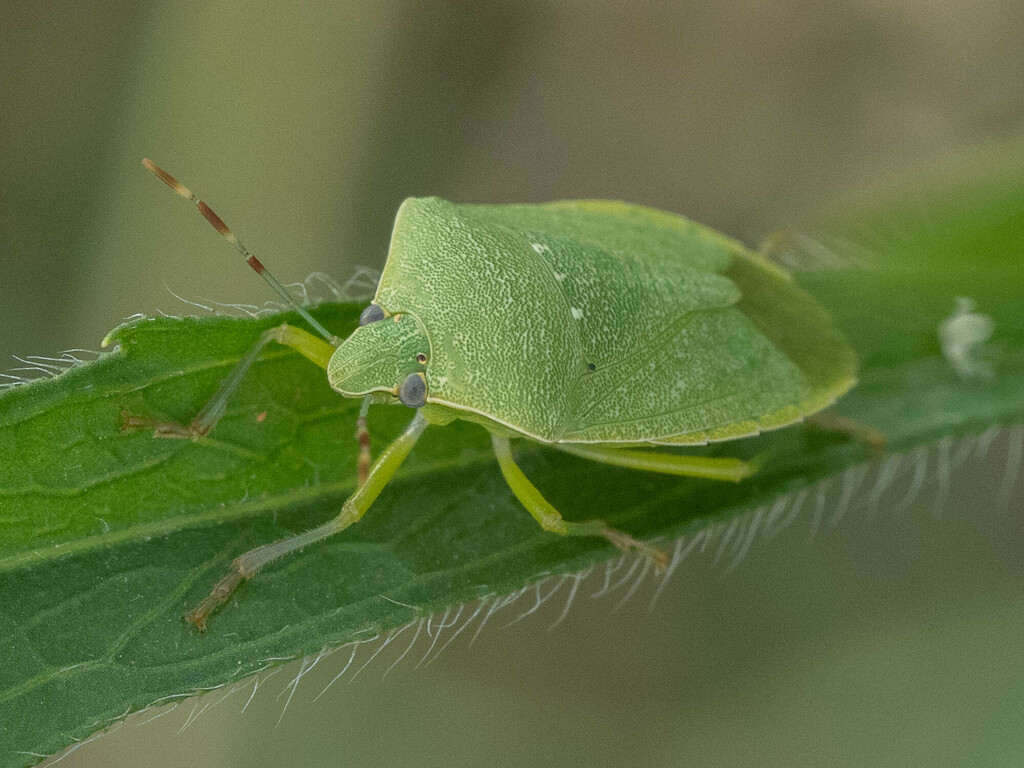 Southern Green Stink Bug from 中国重庆市江北区 on August 6, 2022 at 06:35 PM by ...