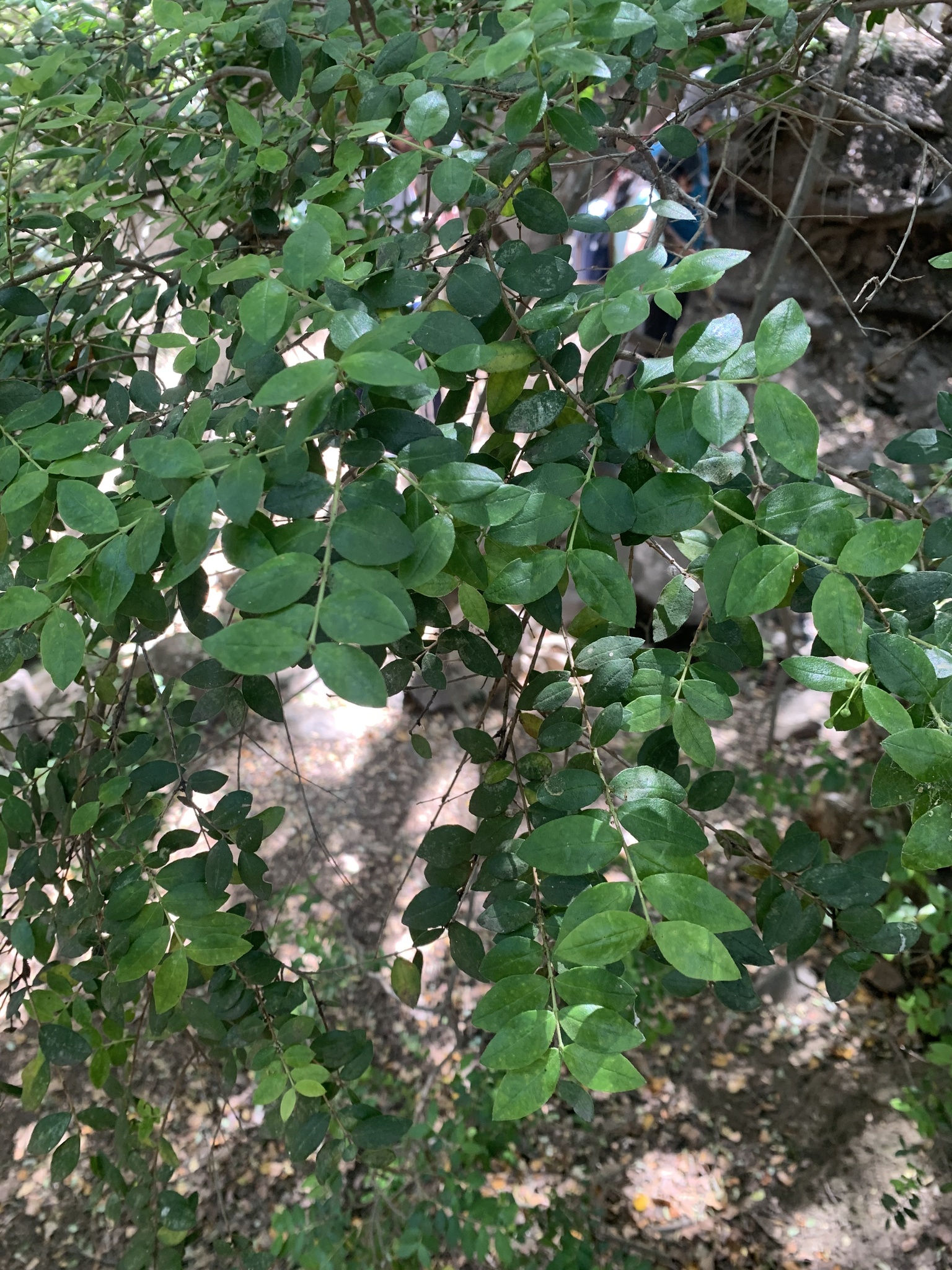 Luma chequen (Molina) A.Gray