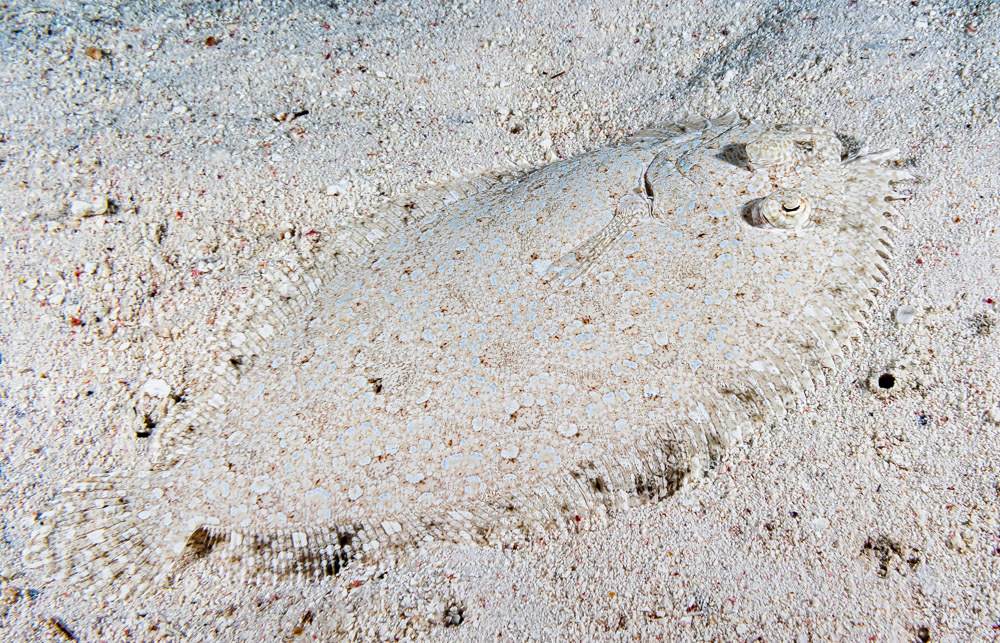 Panther Flounder from Leeward Islands, French Polynesia on November 13 ...