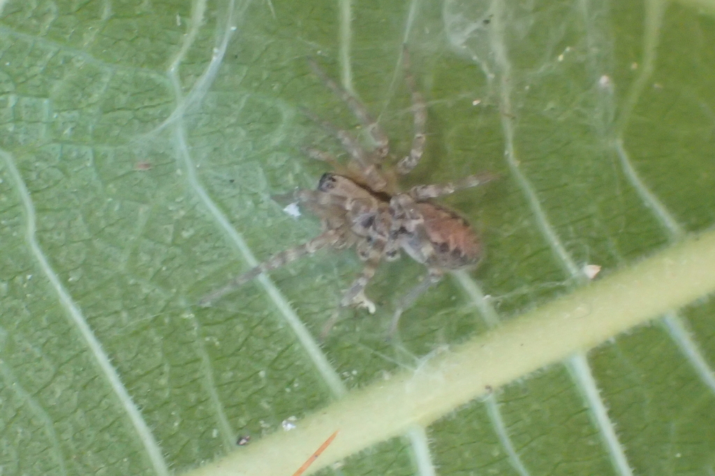Corner Funnel Weaver in September 2018 by Ron Matsumoto · iNaturalist
