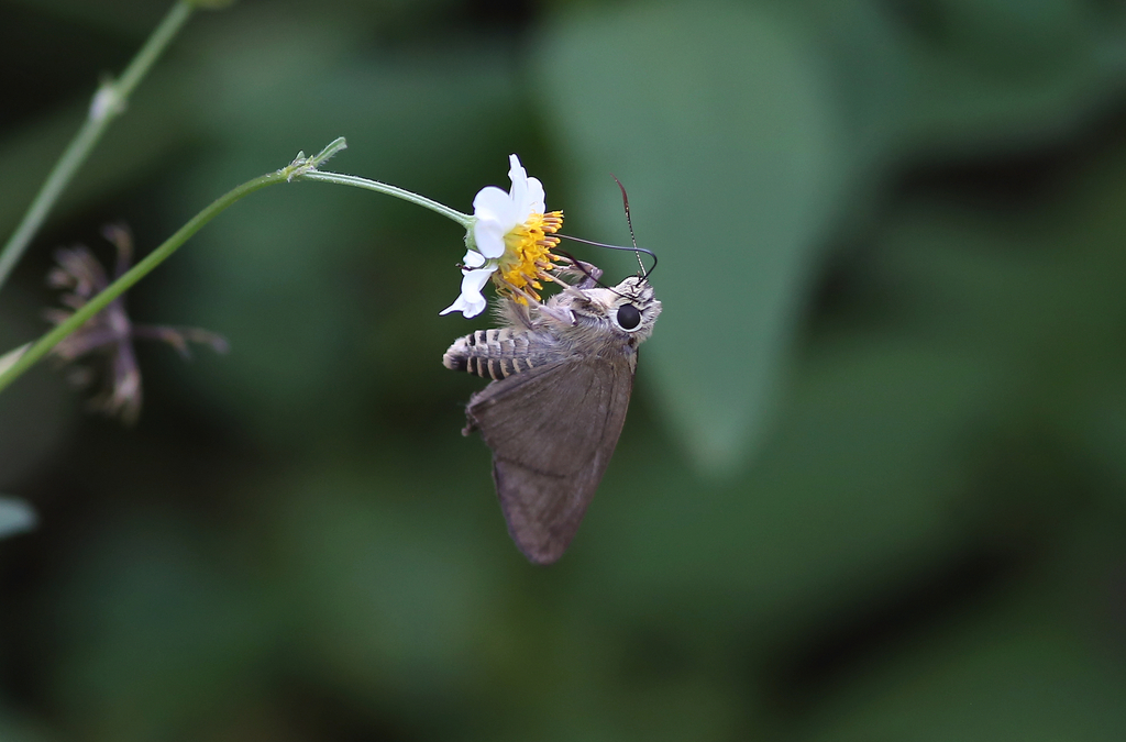 Brown Awl in October 2021 by Goofy Ko · iNaturalist
